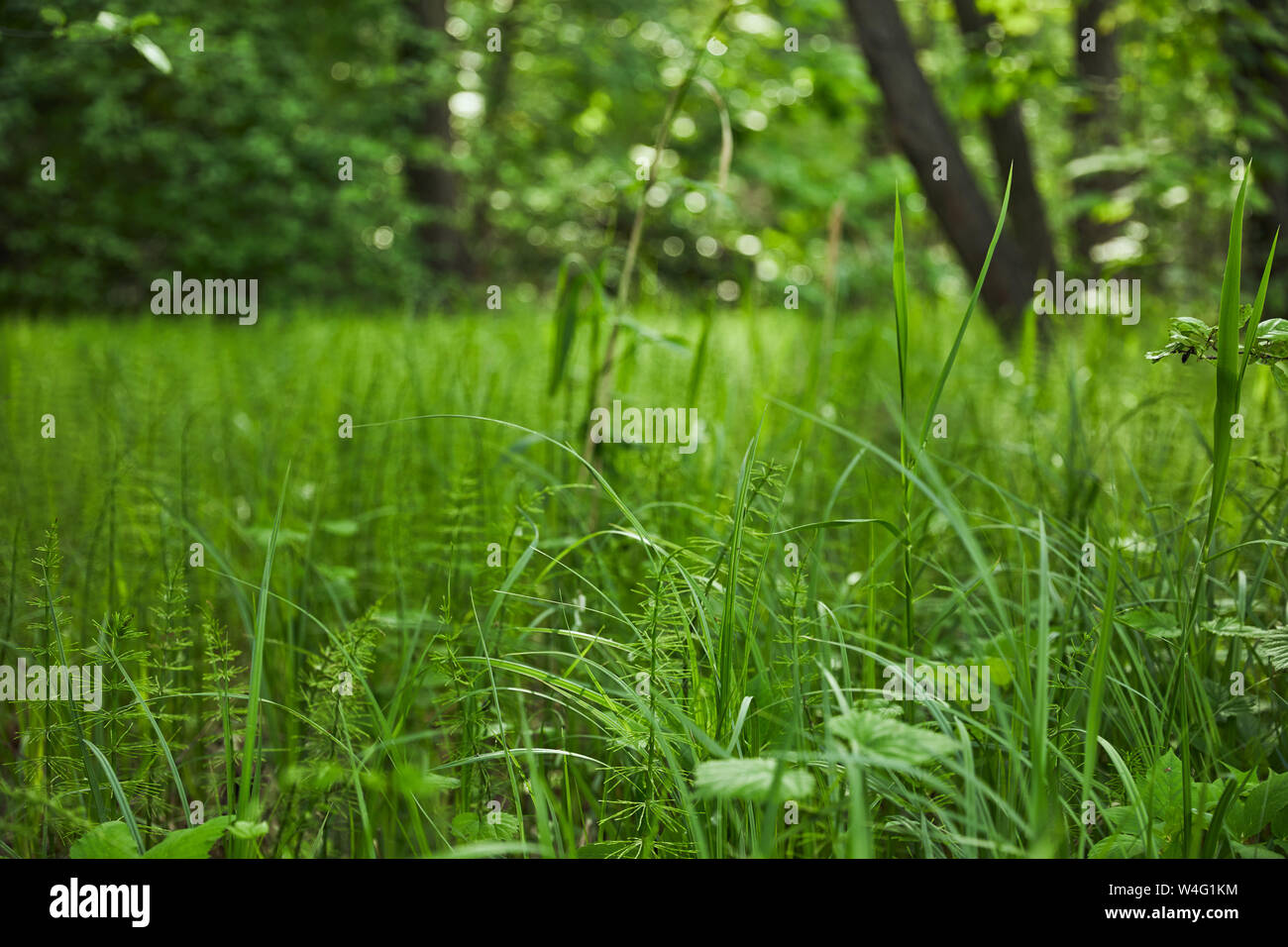 Summer season with green grass on forest background Stock Photo - Alamy