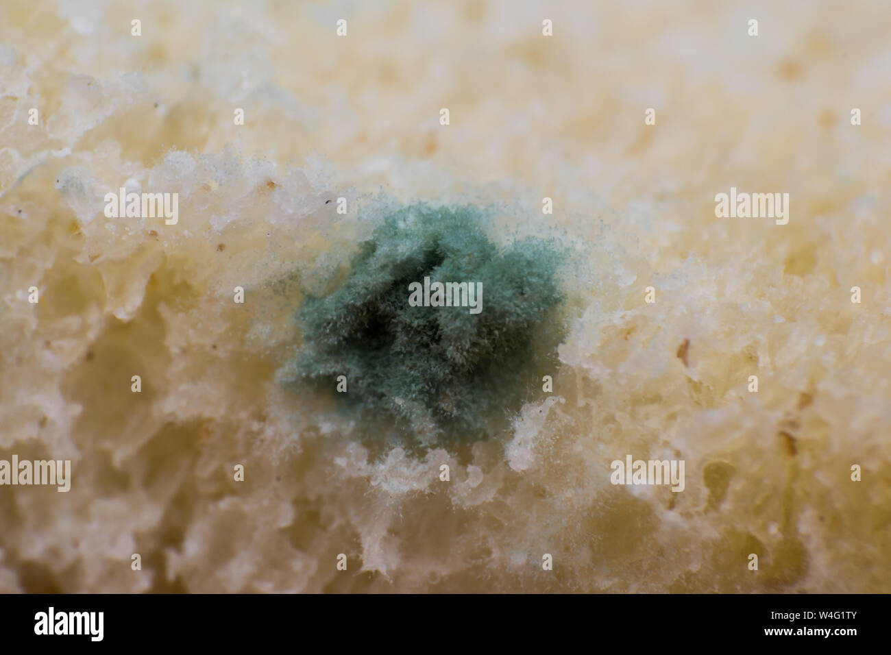 Rhizopus (bread mold) is a genus of common saprophytic fungi, macro ...