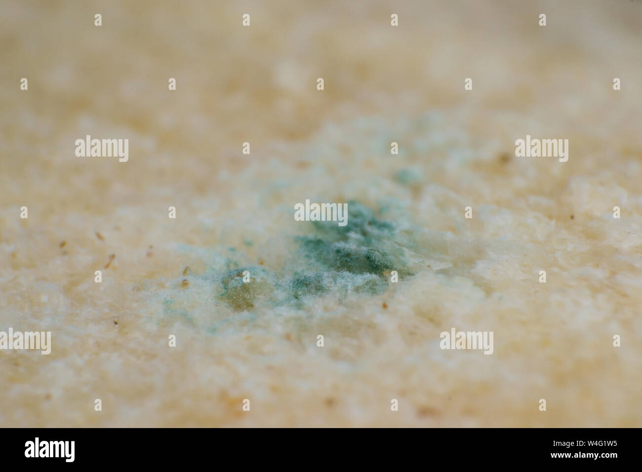 Rhizopus (bread mold) is a genus of common saprophytic fungi, macro ...