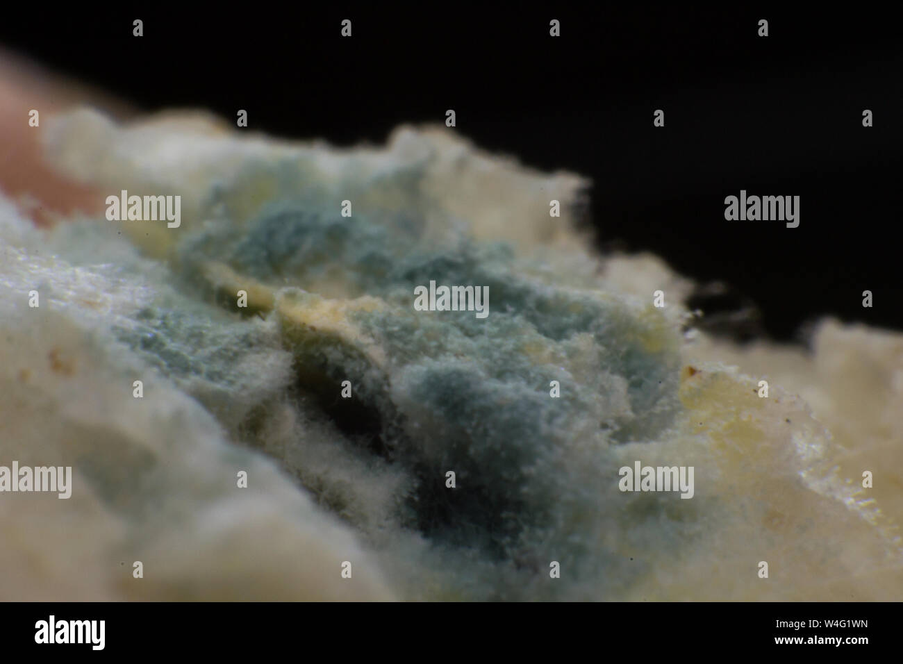 Rhizopus bread mold hi-res stock photography and images - Alamy