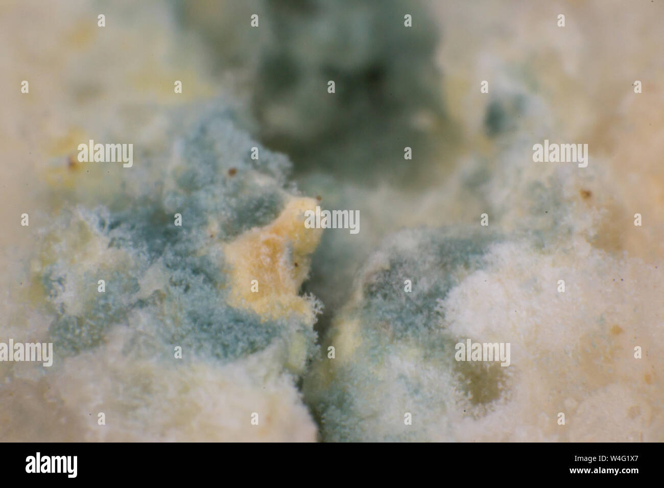 Rhizopus (bread mold) is a genus of common saprophytic fungi, macro ...