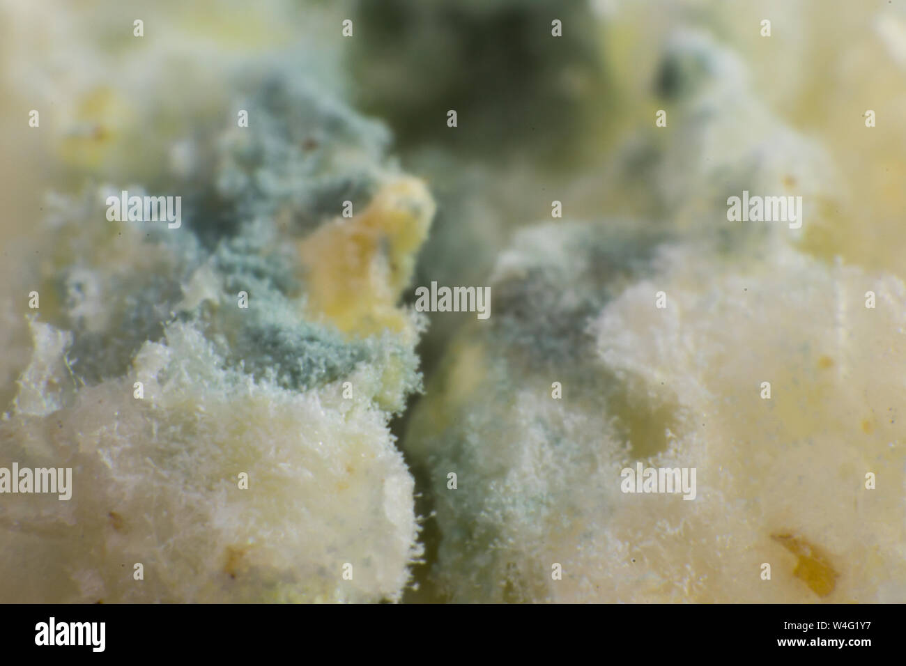 Rhizopus (bread mold) is a genus of common saprophytic fungi, macro ...