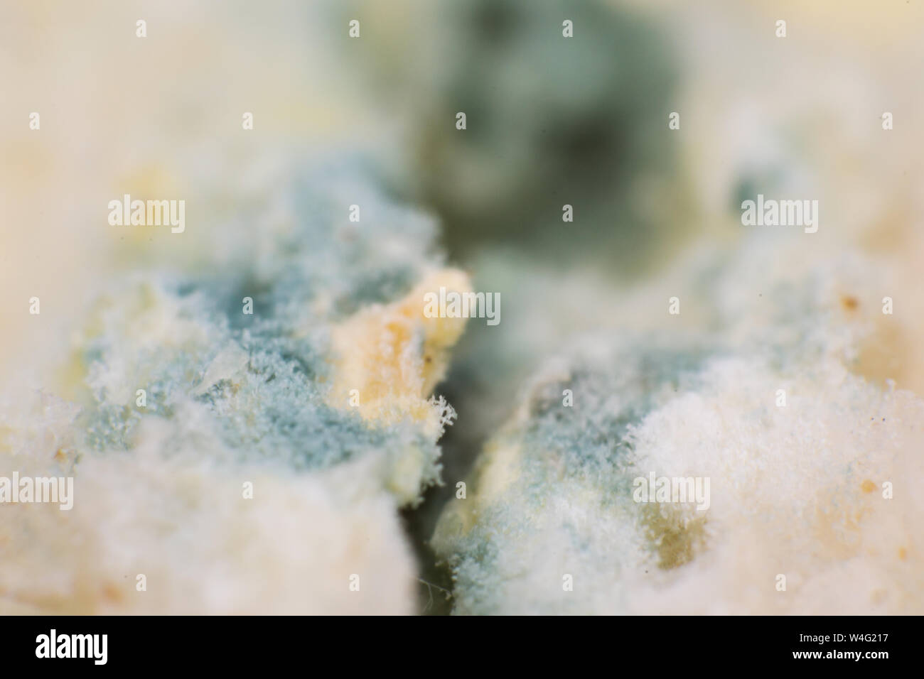 Rhizopus (bread mold) is a genus of common saprophytic fungi, macro ...