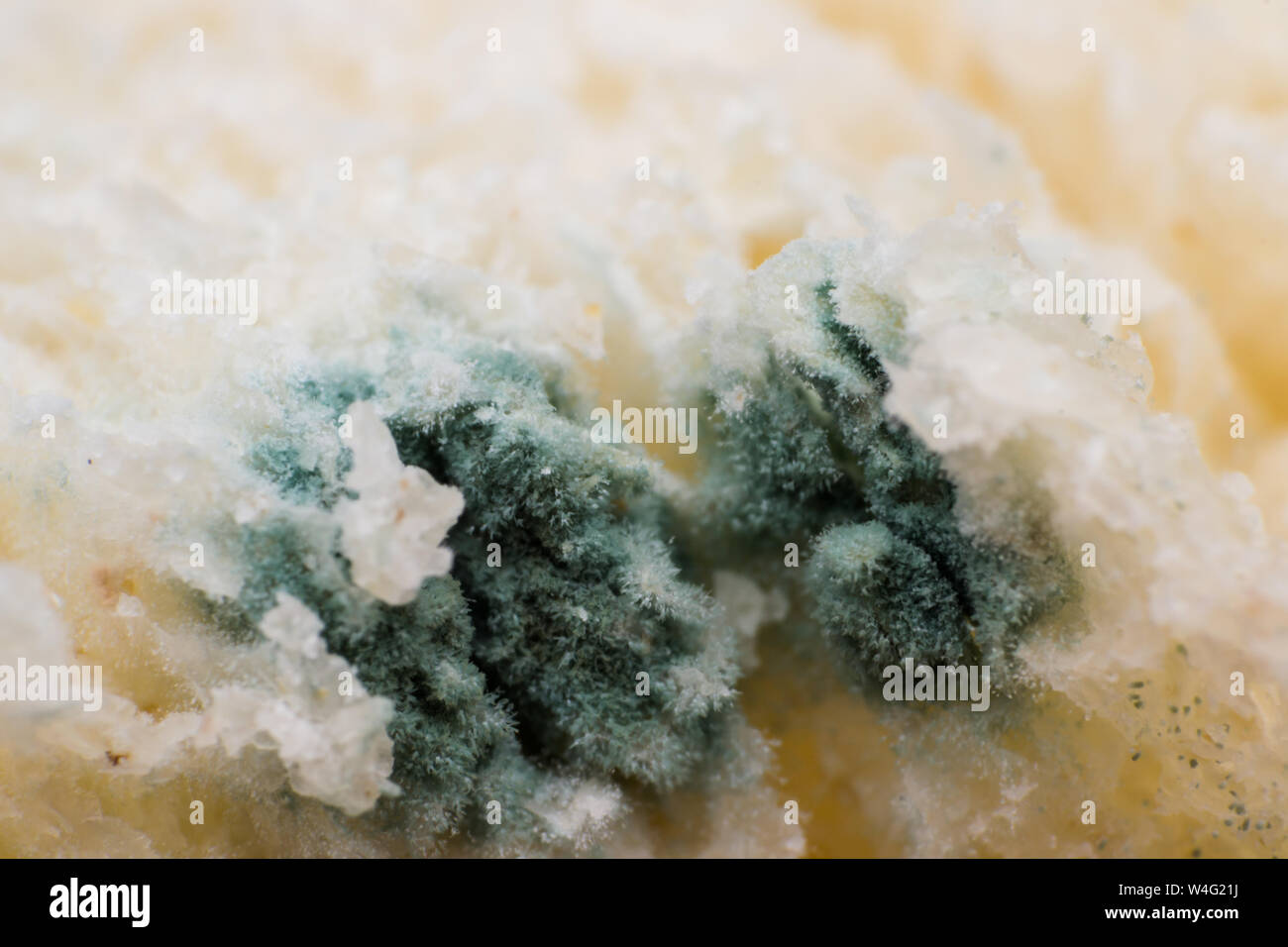 Rhizopus (bread mold) is a genus of common saprophytic fungi, macro ...