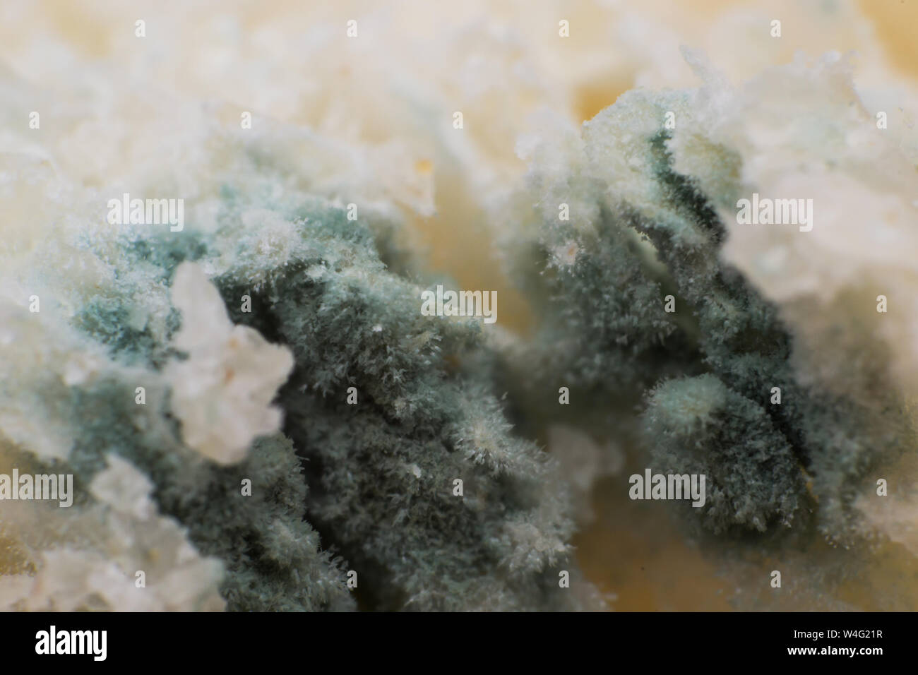 Rhizopus (bread mold) is a genus of common saprophytic fungi, macro ...