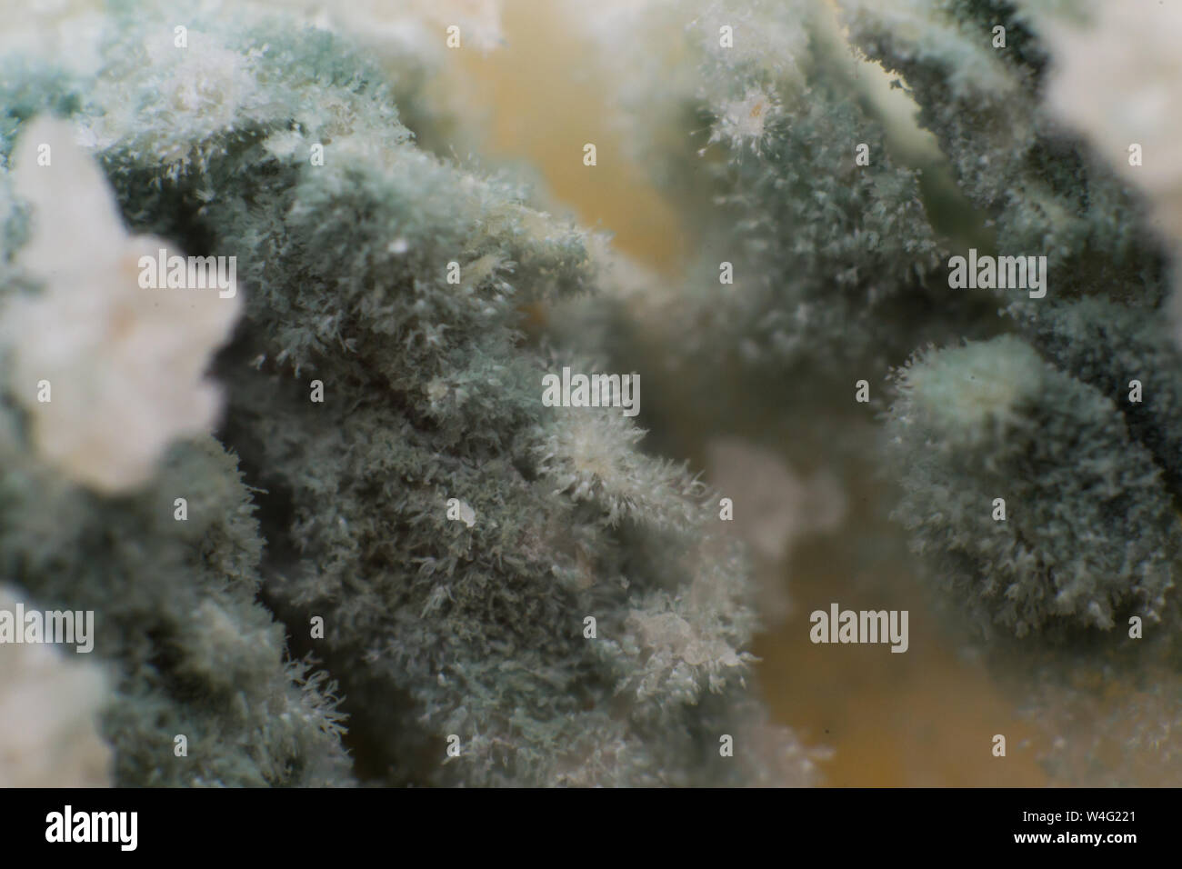 Rhizopus (bread mold) is a genus of common saprophytic fungi, macro ...