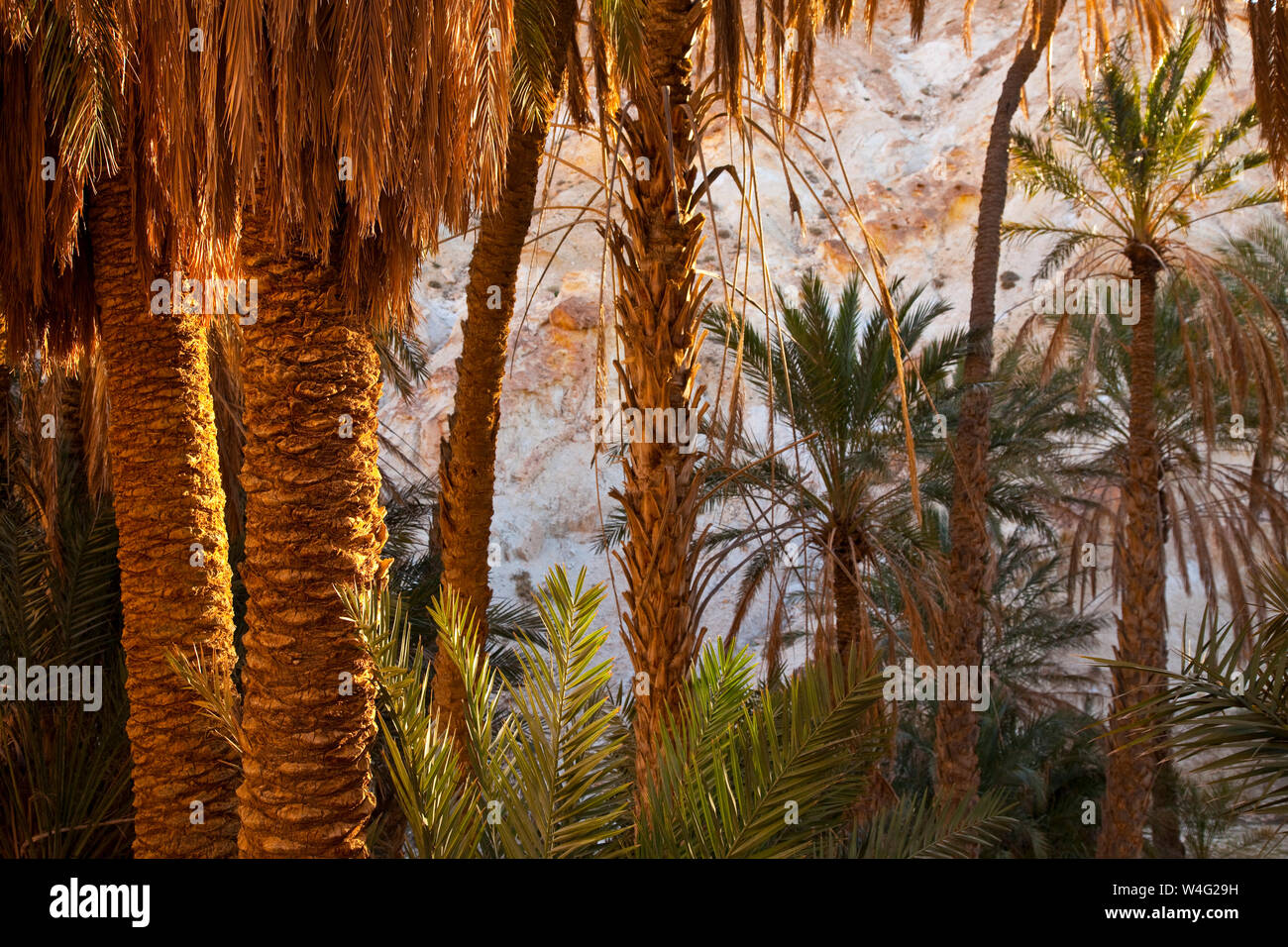 Oasis de montaña, Chebika, Desierto, Tunez, Africa Stock Photo - Alamy