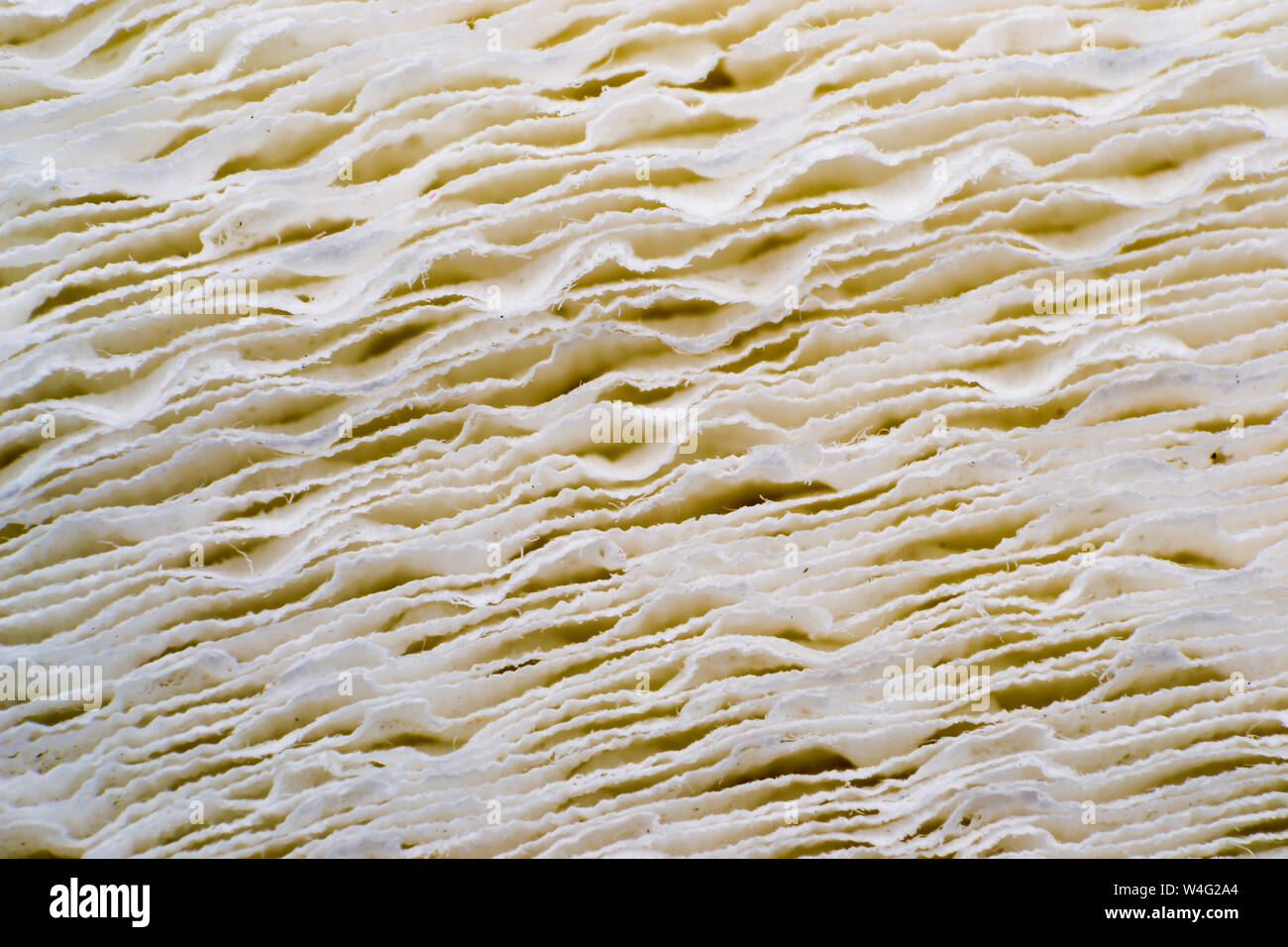 macro photo of a paper roll, abstract background Stock Photo - Alamy