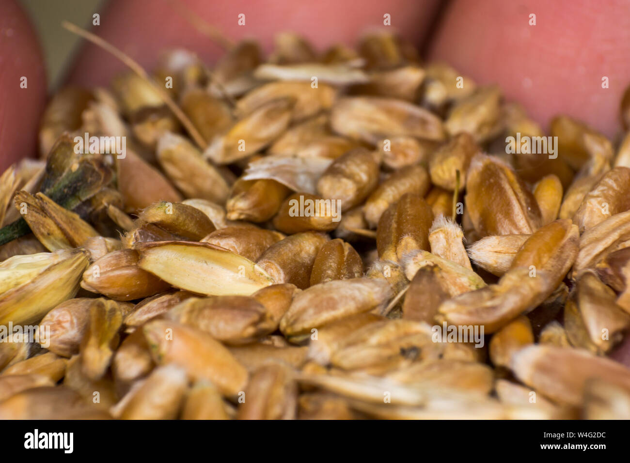 close-up photo of grain wheat Stock Photo - Alamy