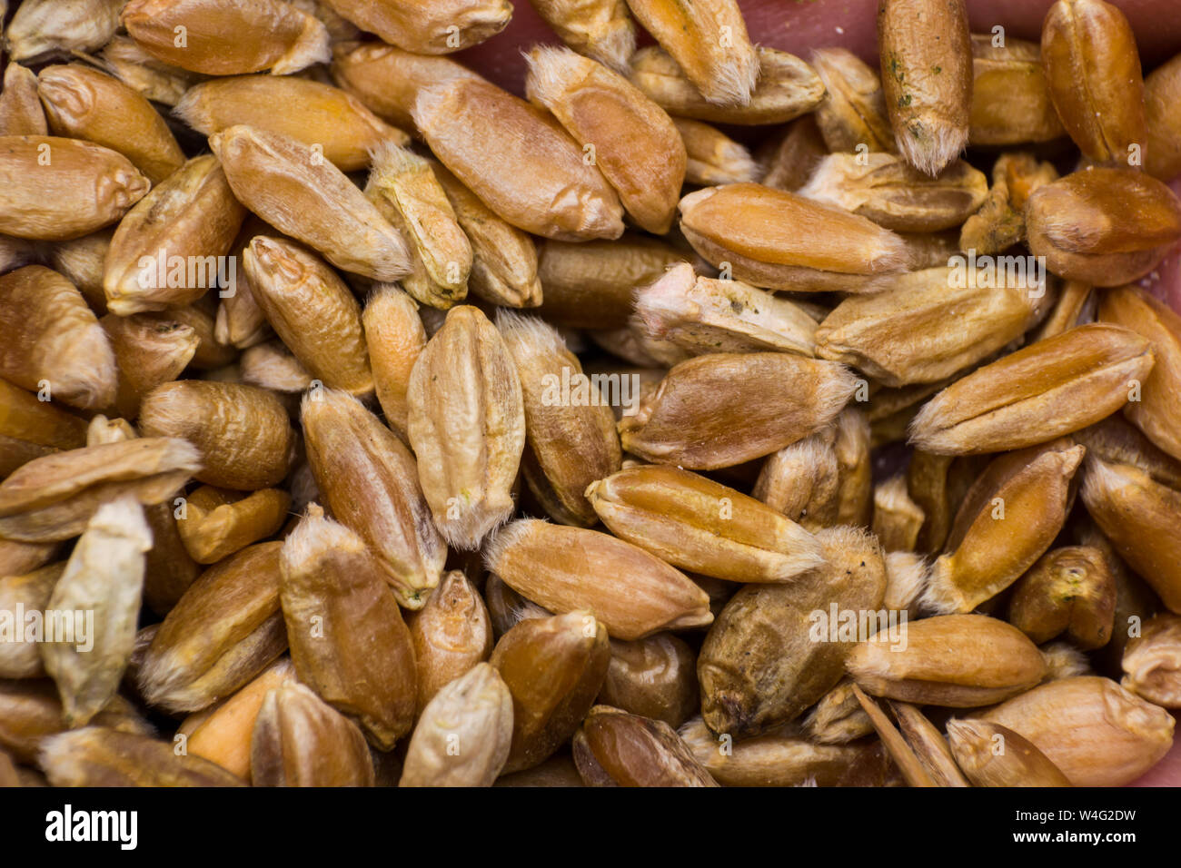 close-up photo of grain wheat Stock Photo - Alamy