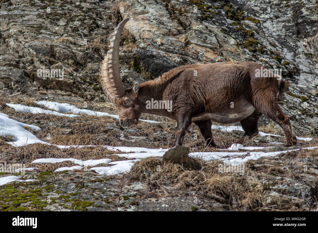 Alpensteinbocke hi-res stock photography and images - Alamy