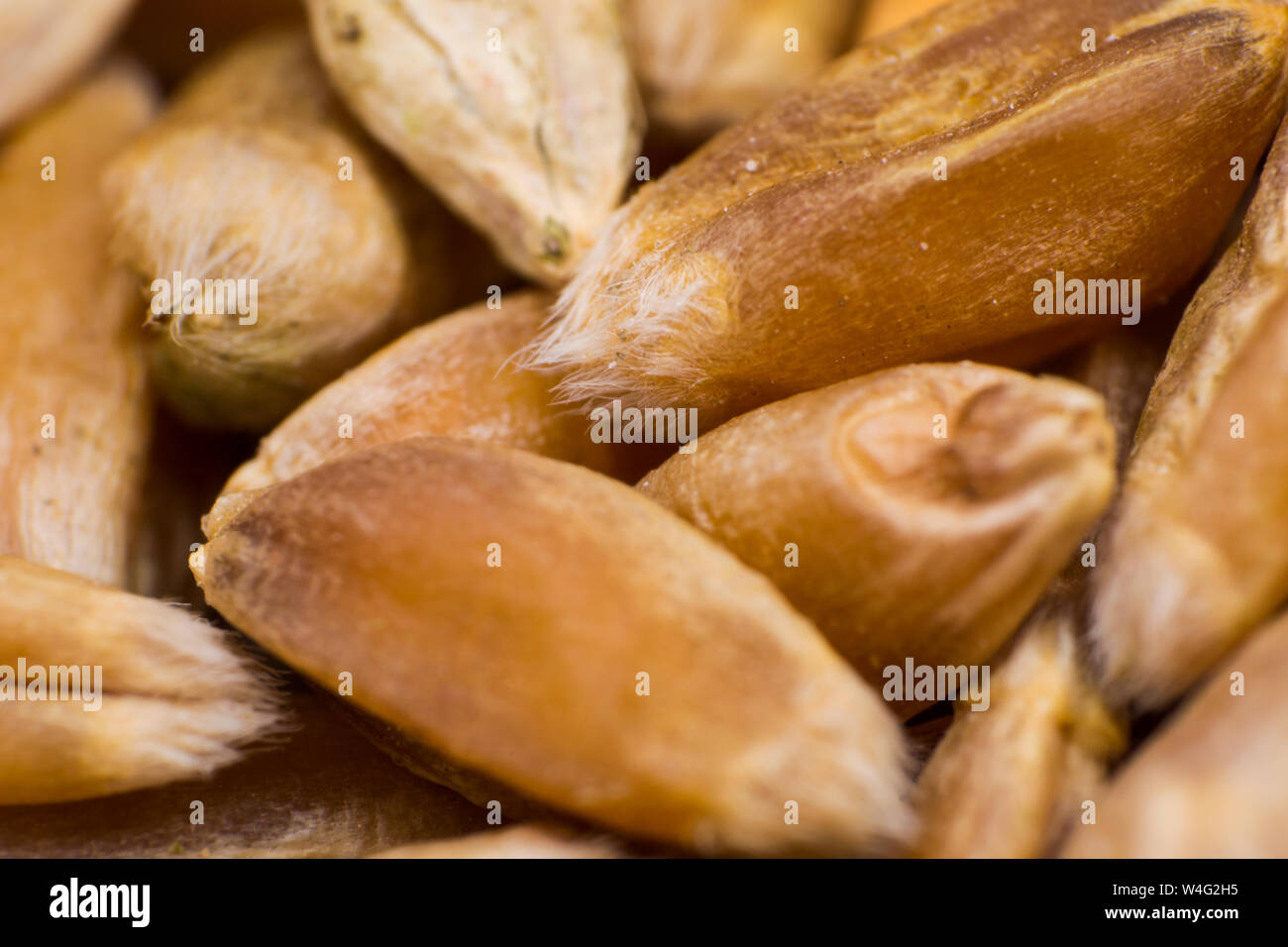 close-up photo of grain wheat Stock Photo - Alamy