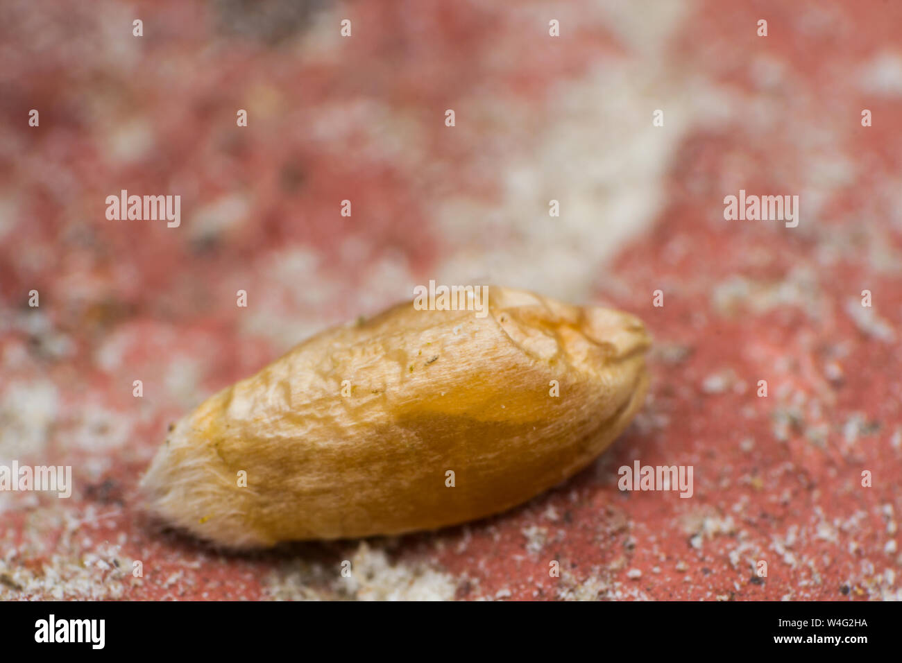 Single wheat hi-res stock photography and images - Alamy