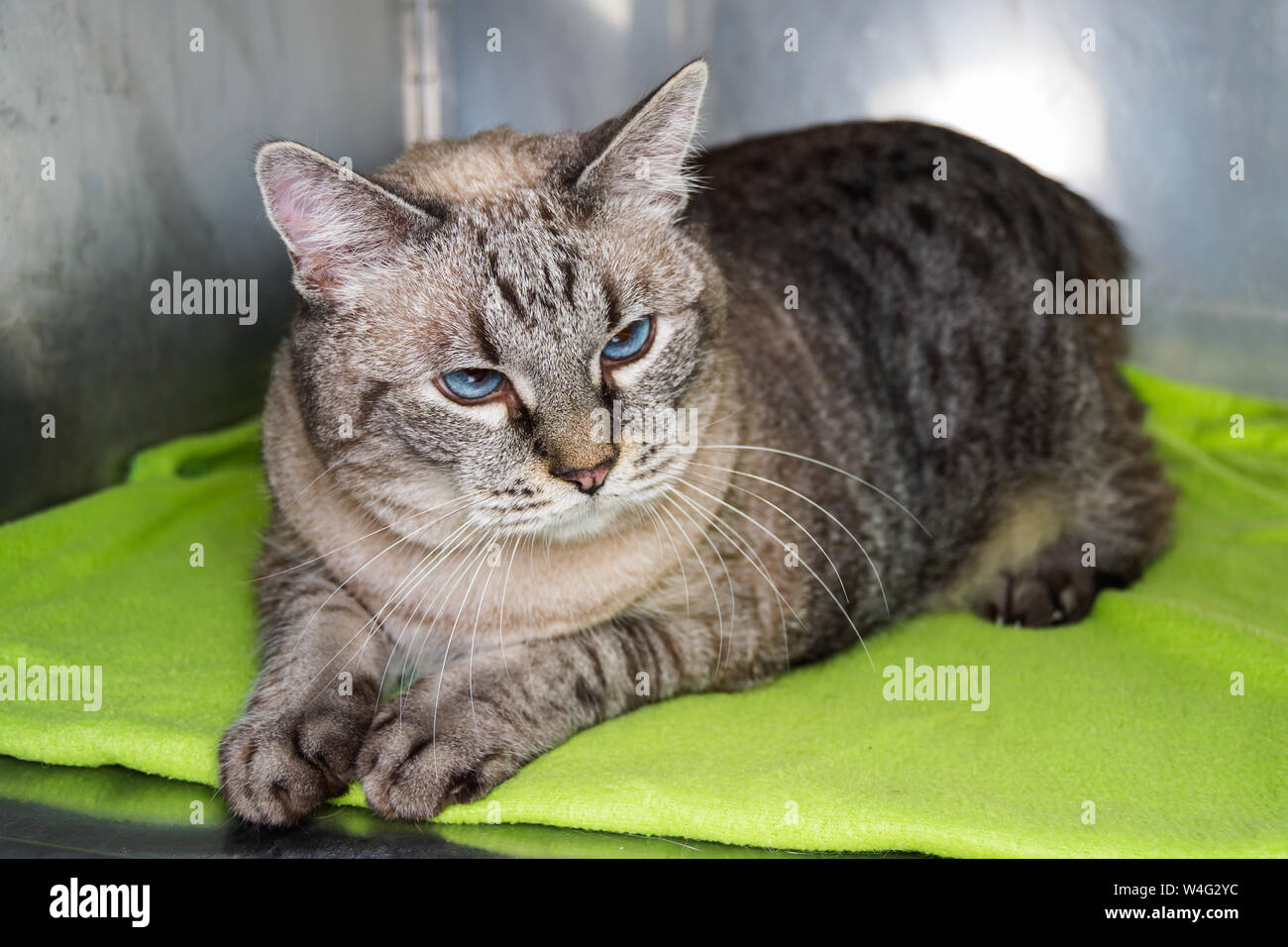 Obese cat at the veterinary clinic in the metallic cage Stock Photo - Alamy