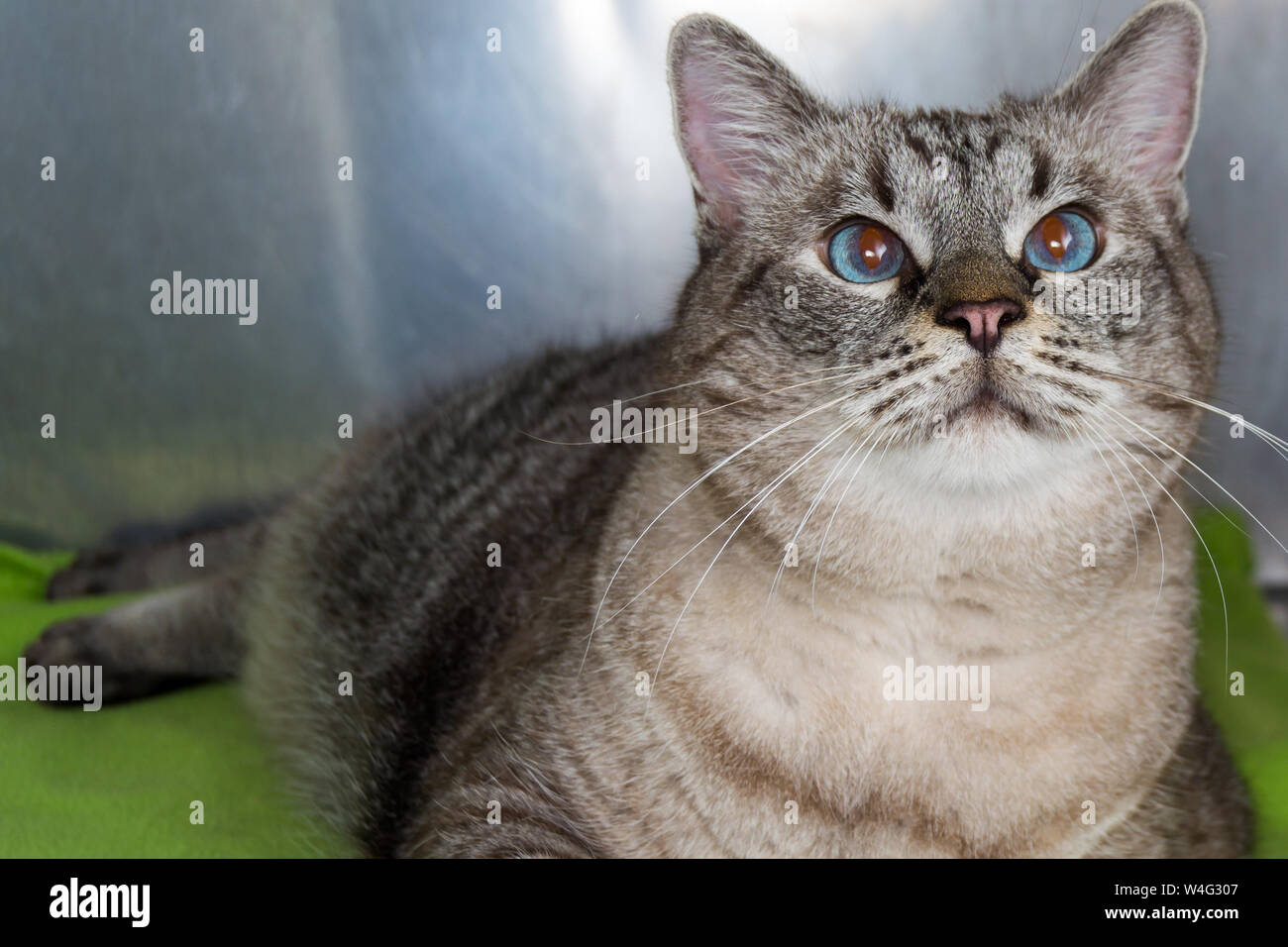 Obese Cat High Resolution Stock Photography and Images - Alamy