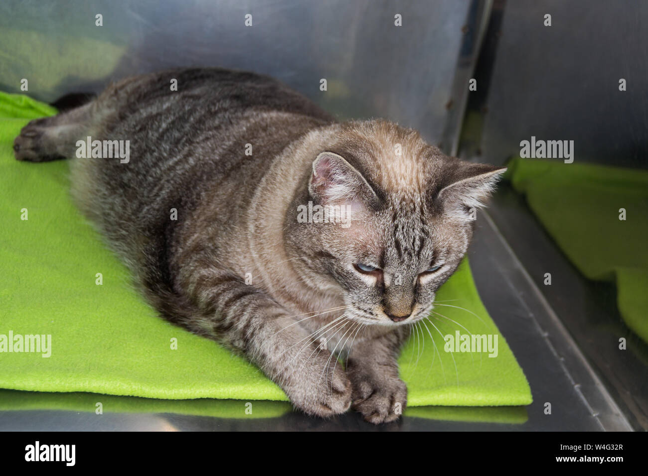Obese cat at the veterinary clinic in the metallic cage Stock Photo - Alamy