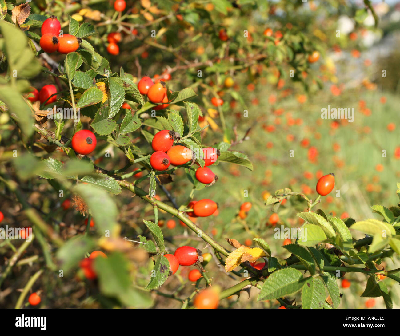 Wild rose hip shrub in nature Stock Photo - Alamy