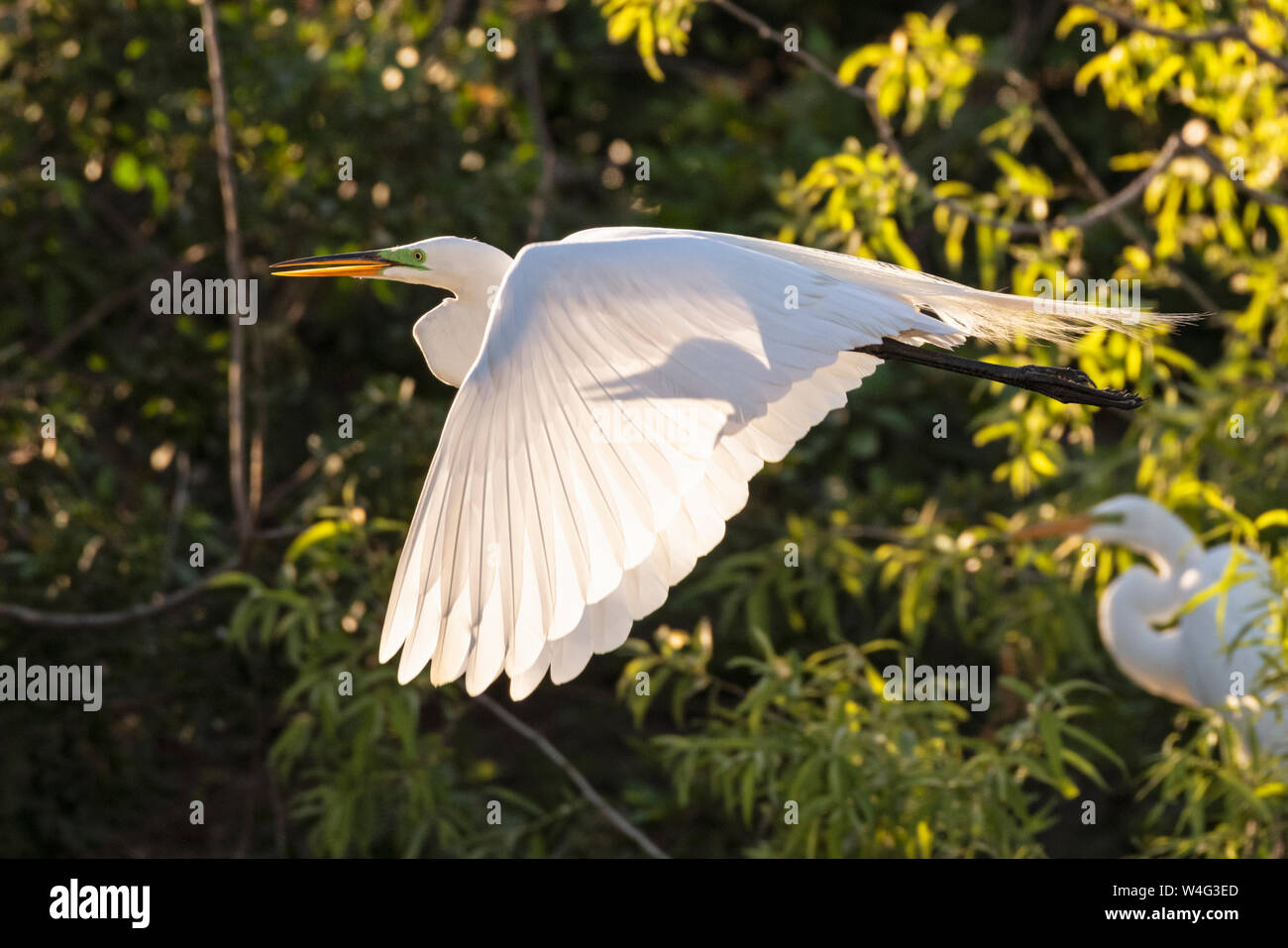 Great Egret (Ardea alba). Venice Rookery, Florida Stock Photo - Alamy