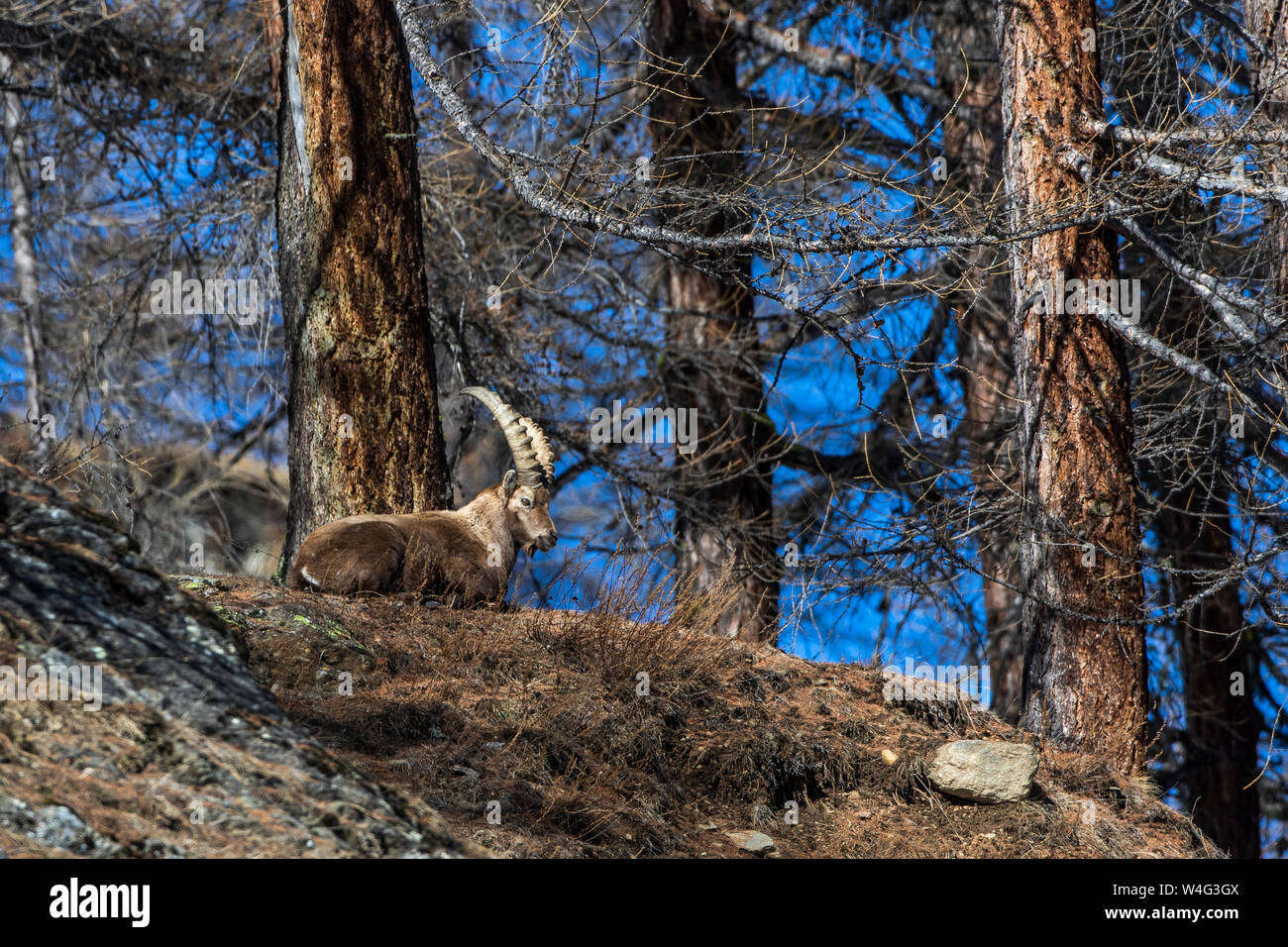 Alpensteinbocke hi-res stock photography and images - Alamy