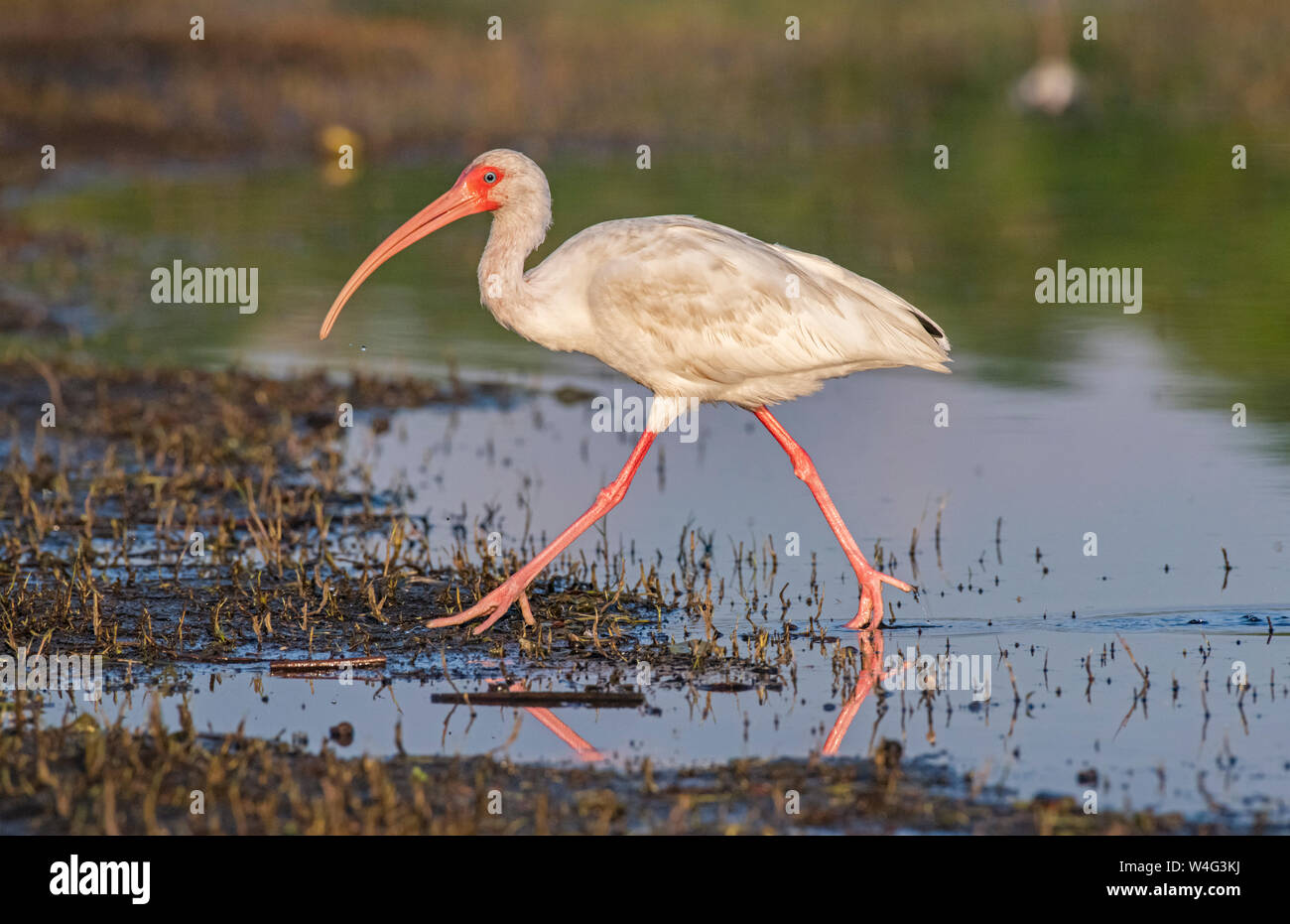American white ibis hi-res stock photography and images - Alamy