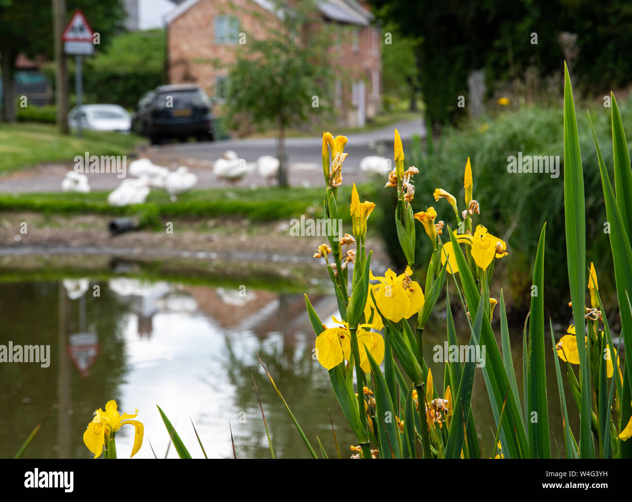 Irises at a water edge hi-res stock photography and images - Alamy