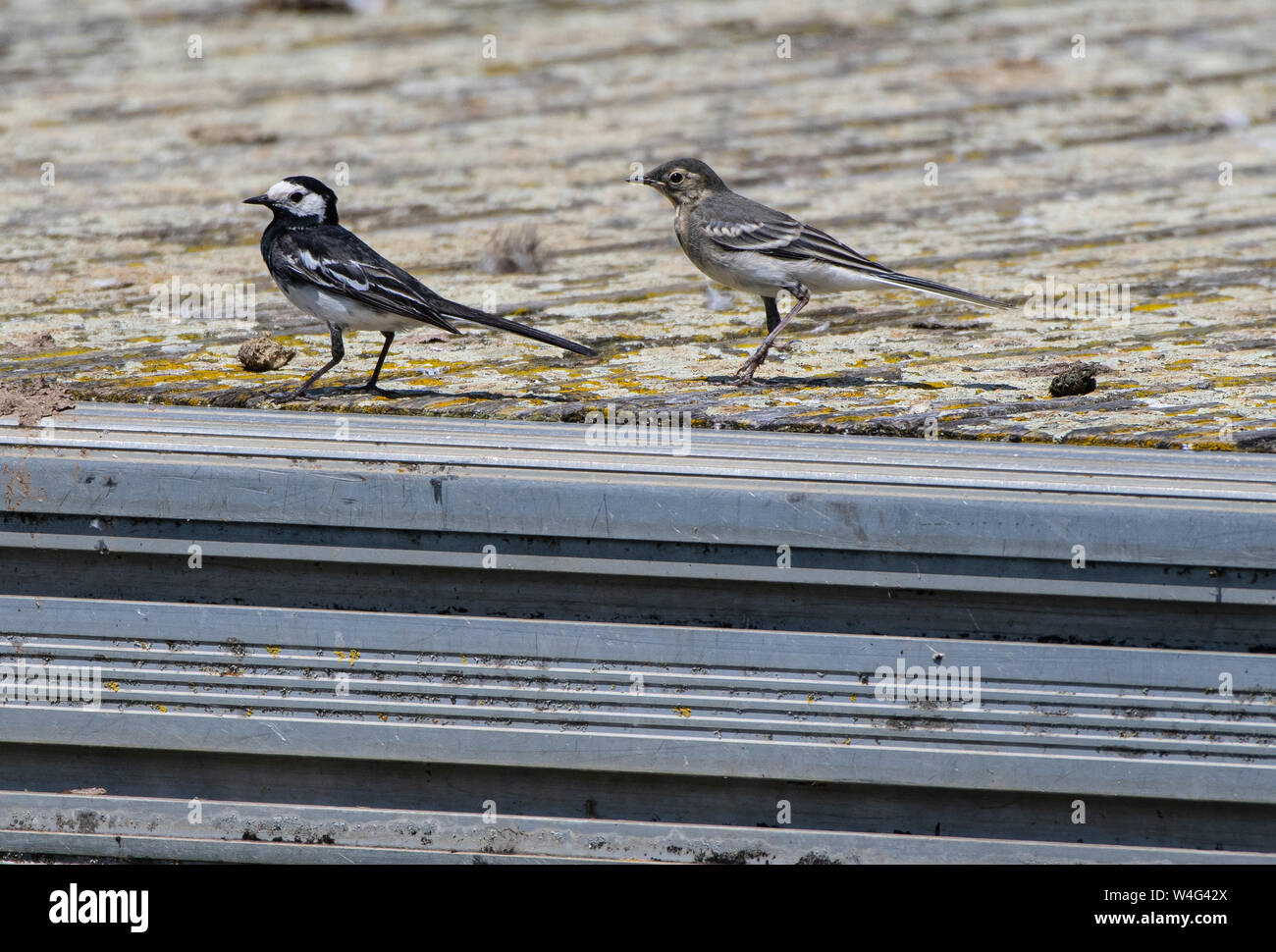 Pied Wagtail Female High Resolution Stock Photography and Images - Alamy