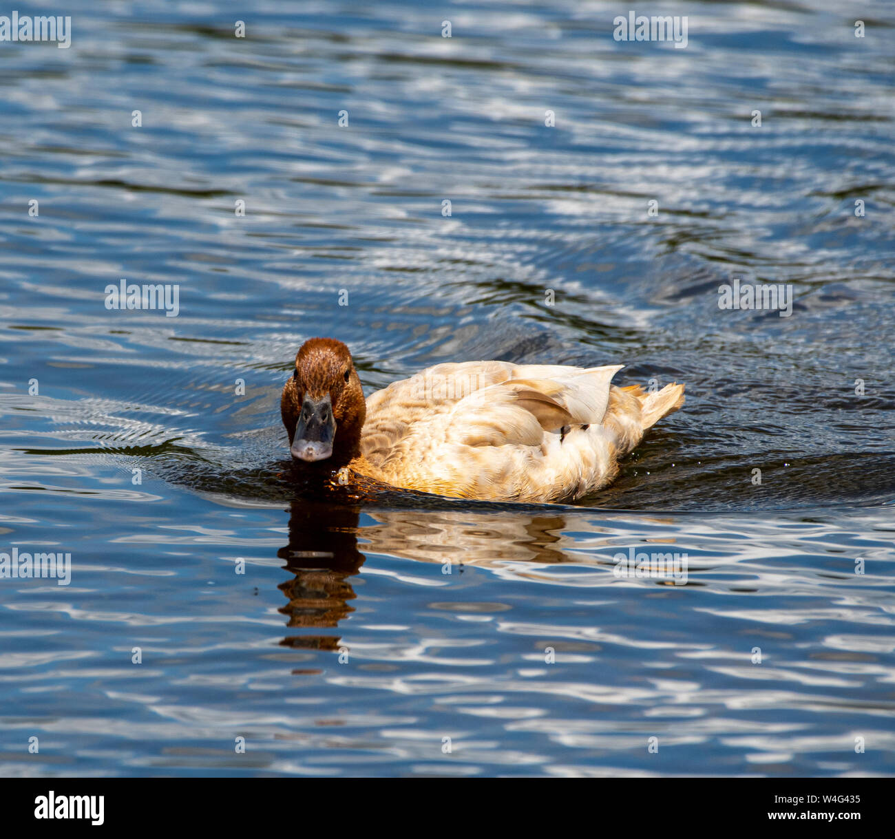 Mallard cross duck hi-res stock photography and images - Alamy