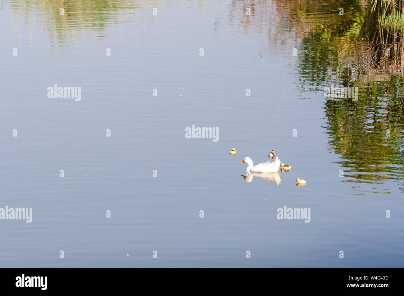 A cute family of ducks are swimming on the pond. Shallow DOF Stock ...