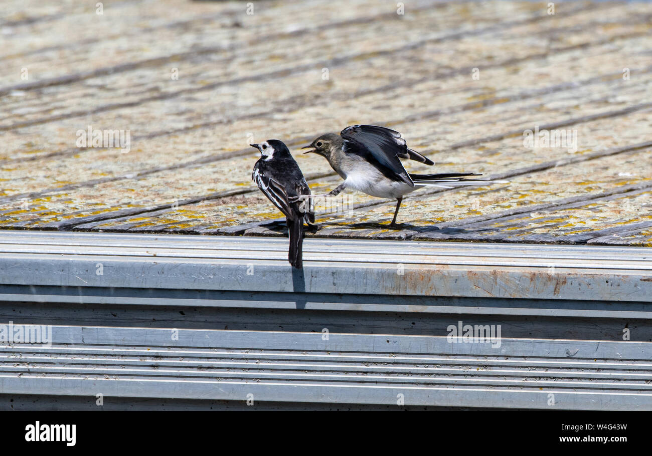 Pied wagtail motacilla alba female wagtail hi-res stock photography and ...
