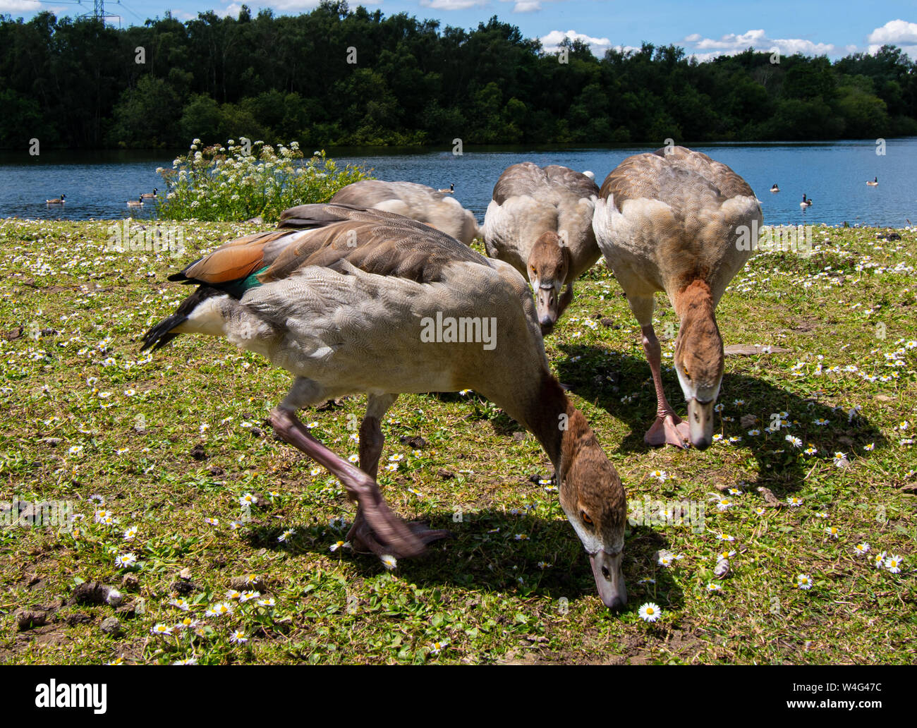 A flock of Egyptian geese eating grass beside a lake Stock Photo - Alamy