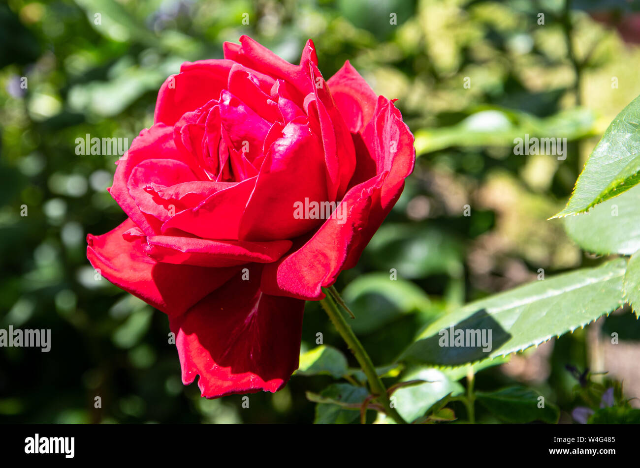 A close up photo of the red flower of a Rose Stock Photo - Alamy