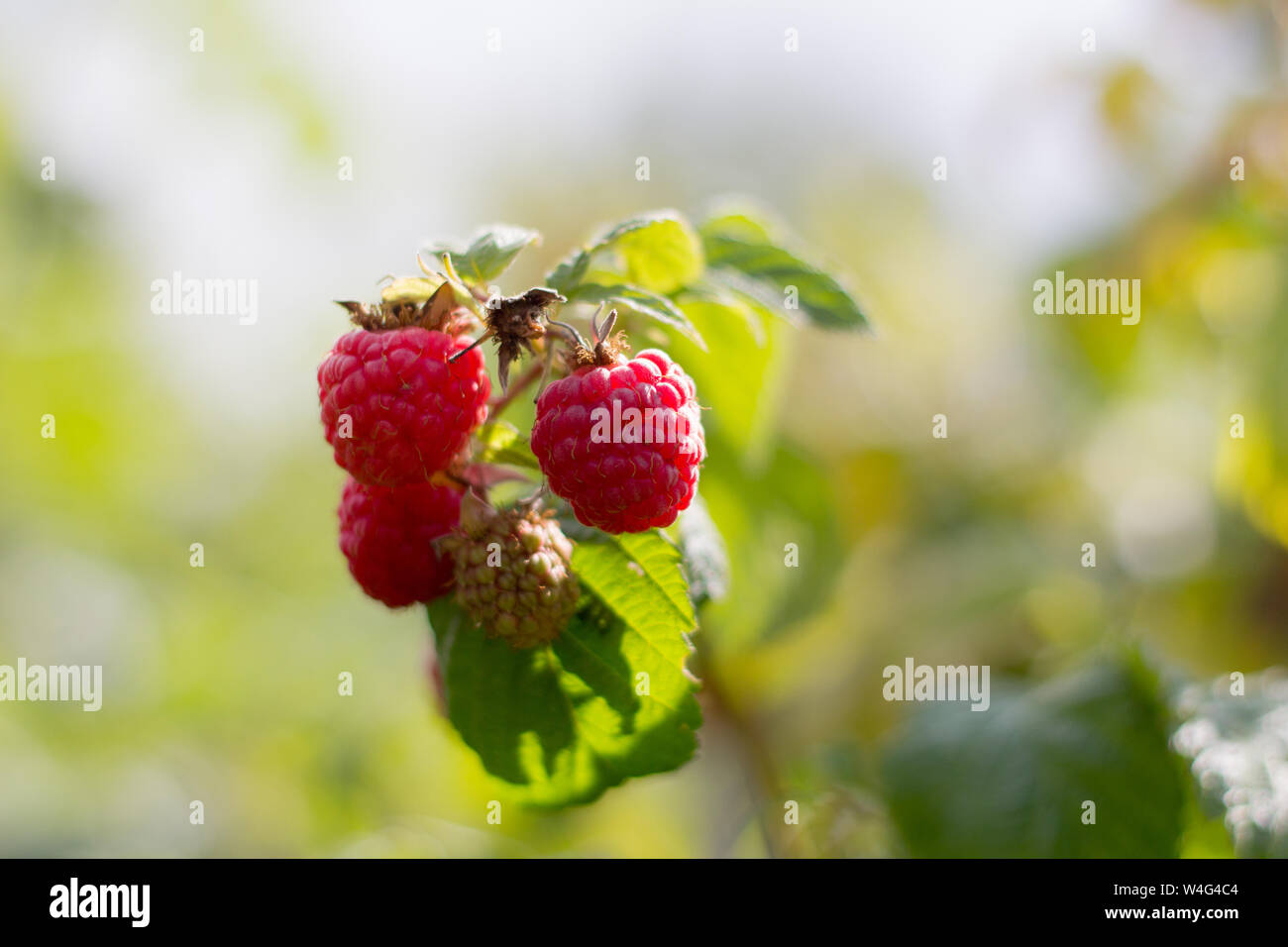 branch with ripe raspberries in the garden Stock Photo - Alamy