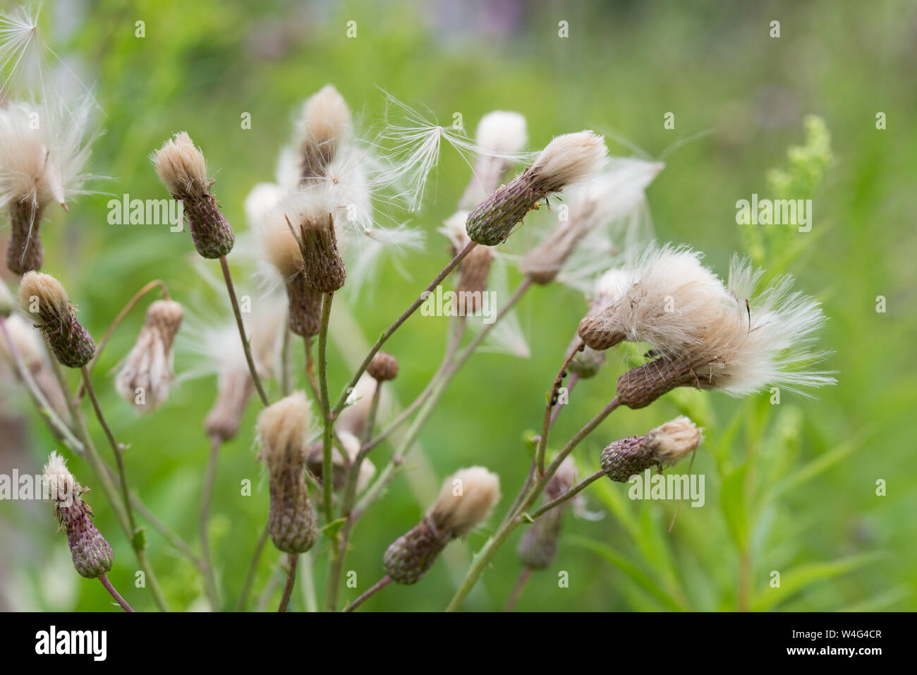 Fluffy seed heads hi-res stock photography and images - Alamy