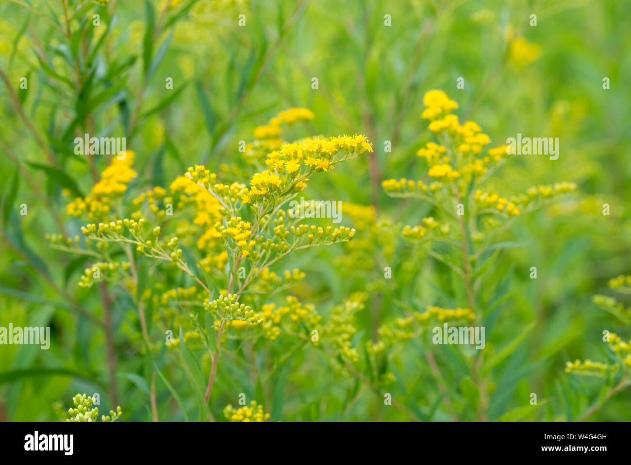 Meadow yellow flowers hi-res stock photography and images - Alamy