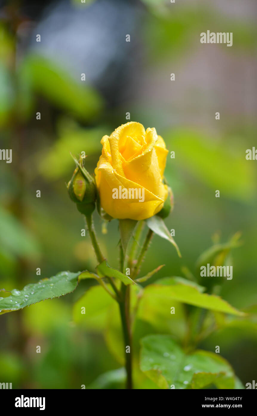 Raindrops Falling On Yellow Roses