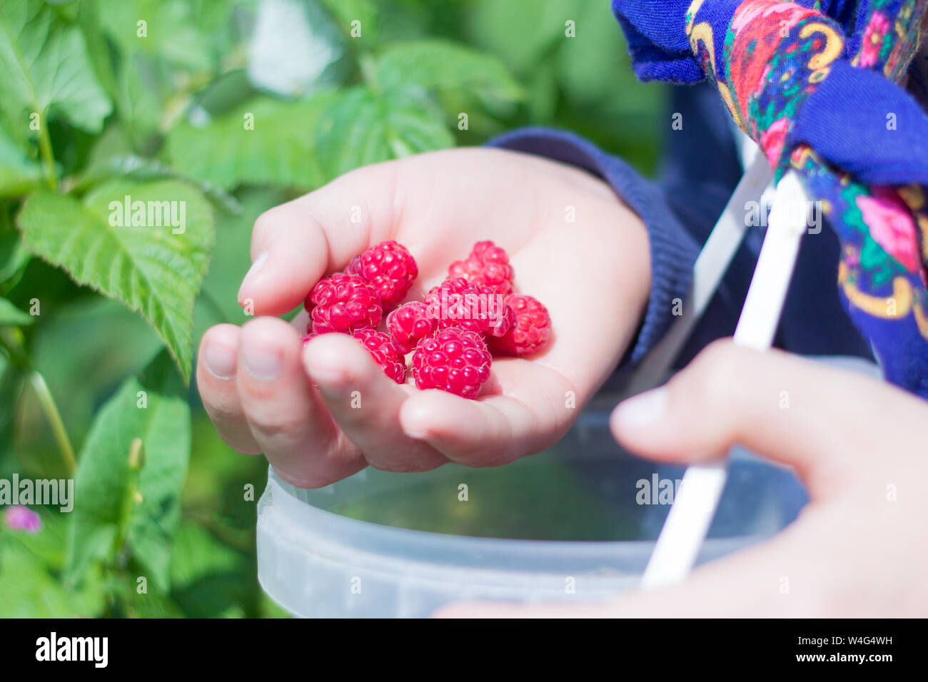 teen boy collects raspberries in the garden Stock Photo - Alamy