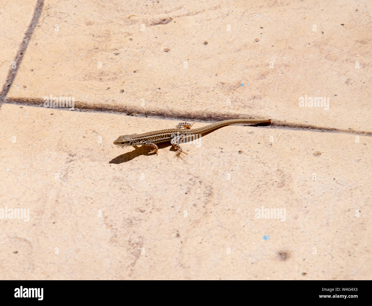 An Erhard's wall lizard walking across paved flooring in a Greek villa ...