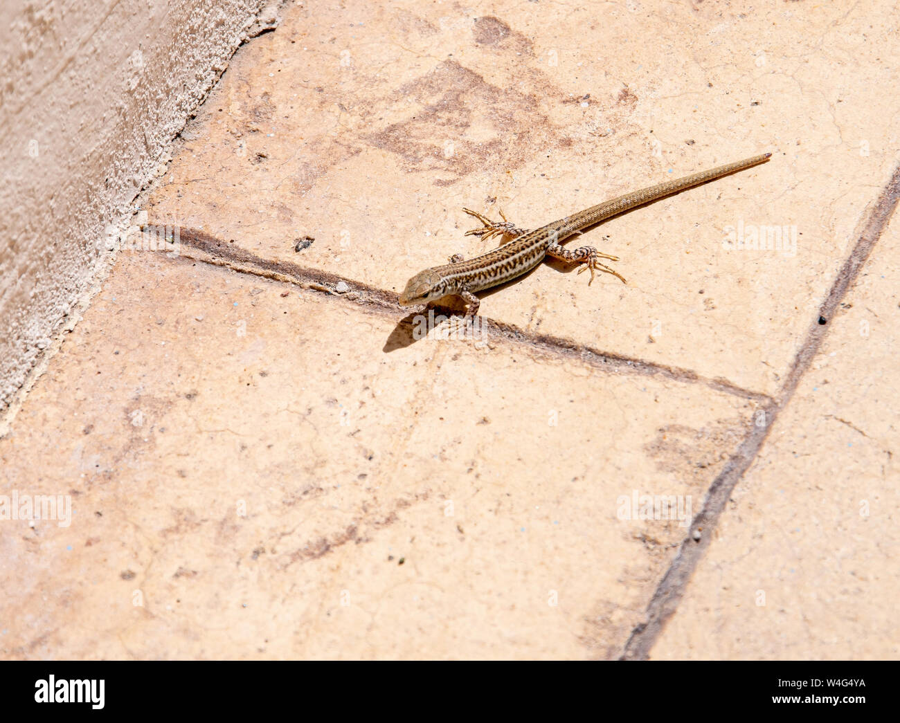 An Erhard's wall lizard walking across paved flooring in a Greek villa ...