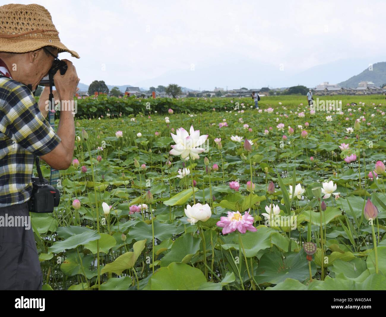 Lotus flowers are in full bloom at a pond in Fujiwara Palace Ruins in ...