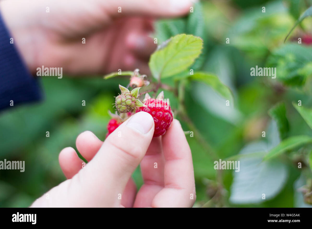teen boy collects raspberries in the garden Stock Photo - Alamy