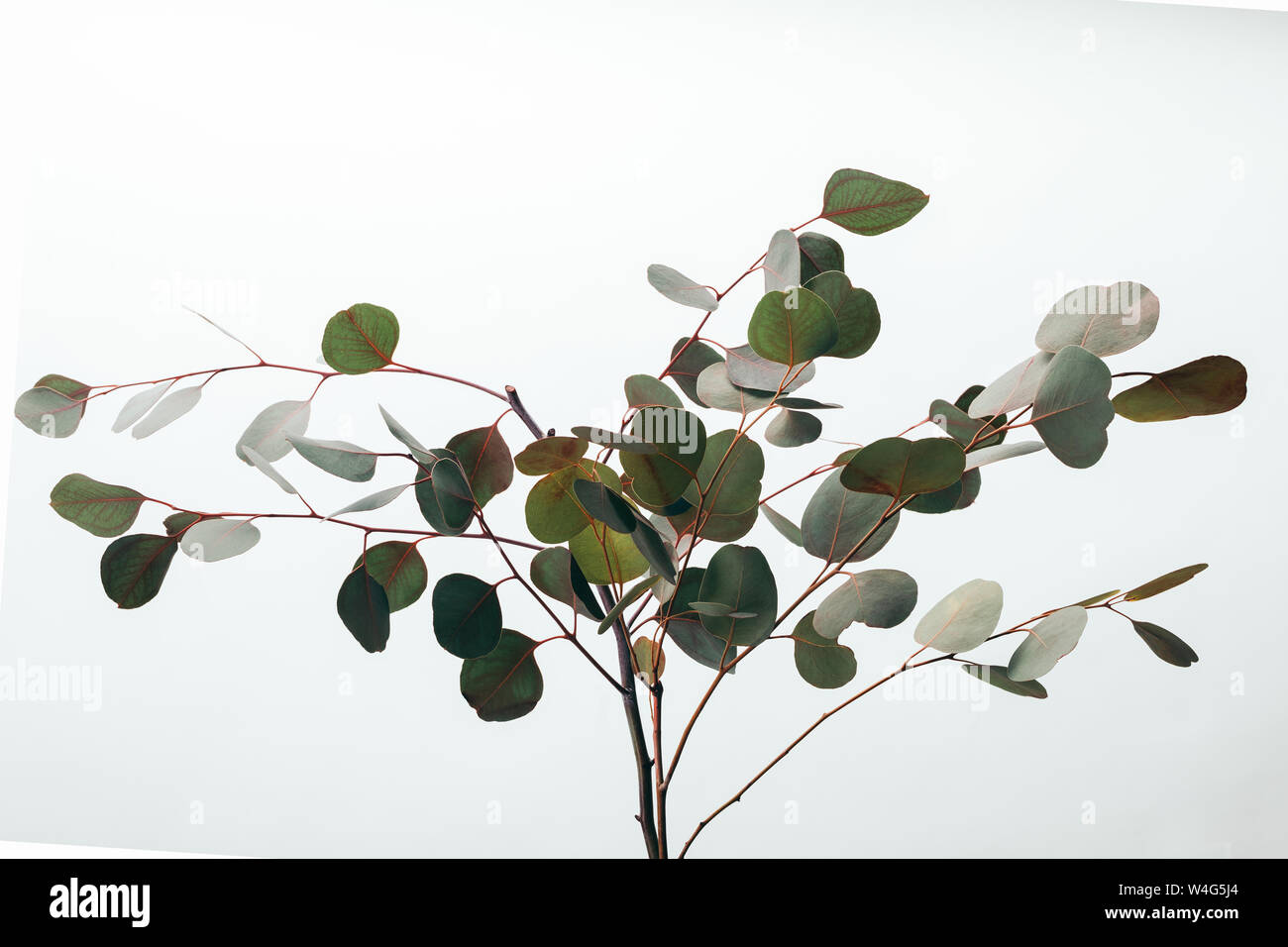 decorative green eucalyptus branches isolated on white Stock Photo - Alamy