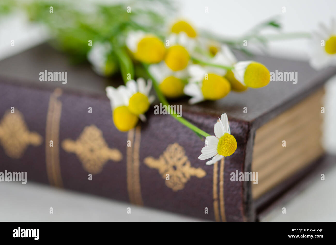 Daisy flowers on hardcover book on white background Stock Photo - Alamy