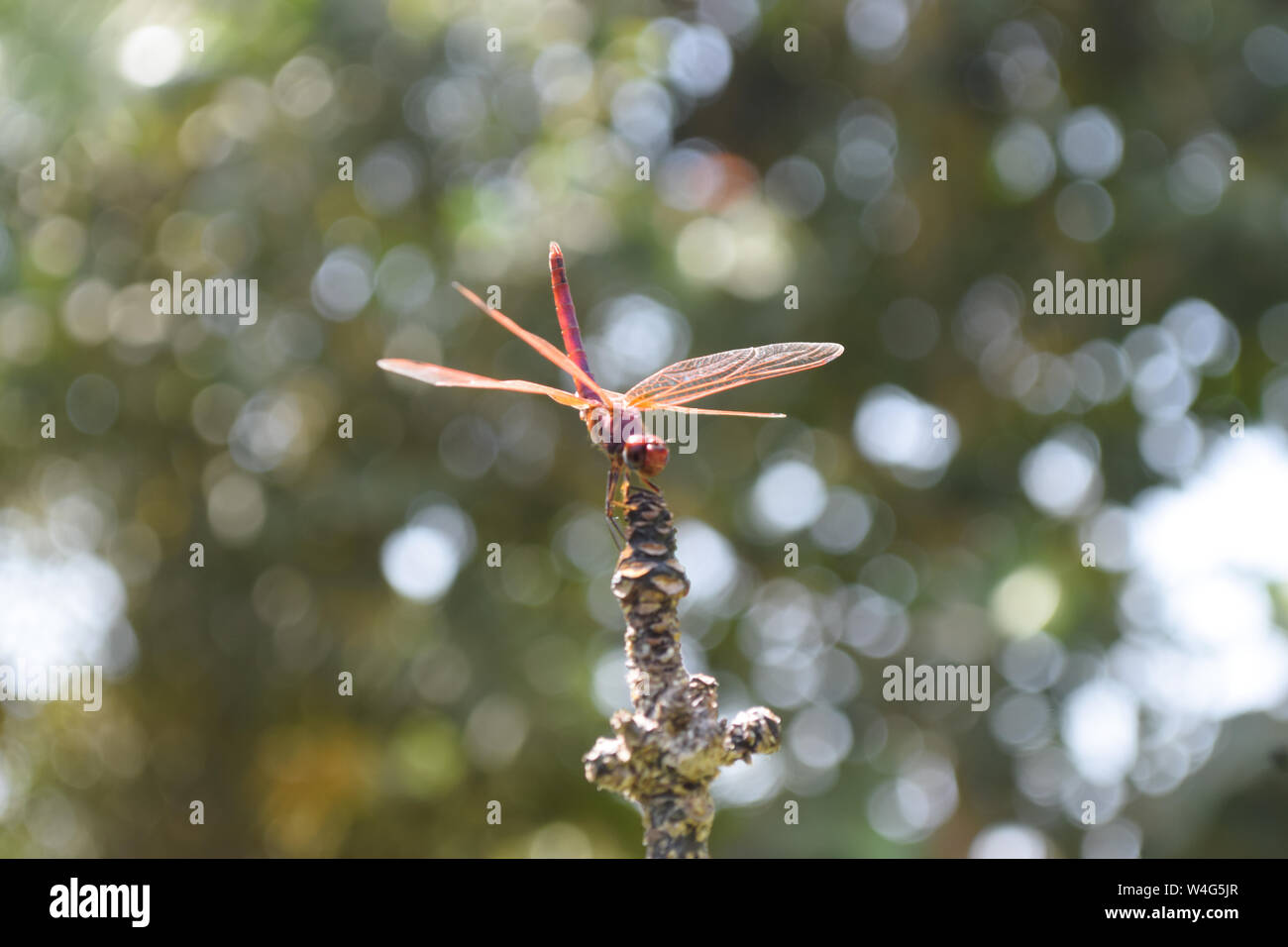 Insect macro photo hi-res stock photography and images - Alamy