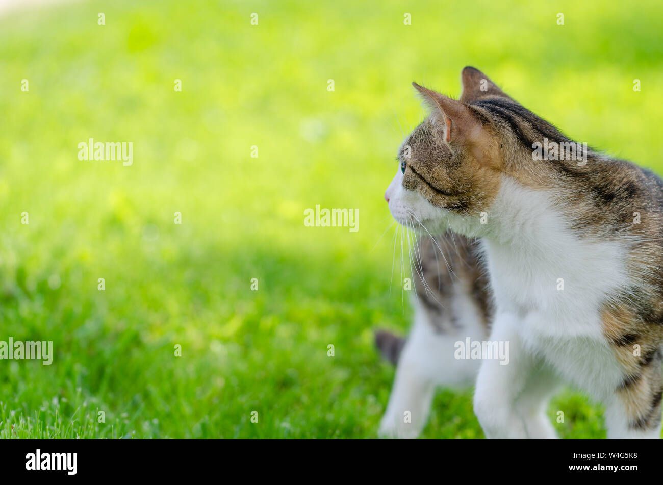The homeless cat looks carefully around the park Stock Photo - Alamy