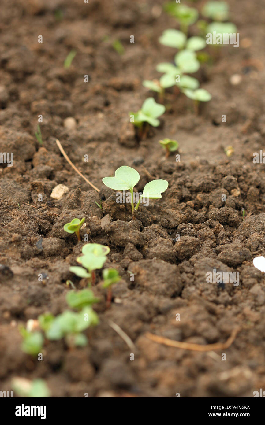 First seedlings of radish growing in garden Stock Photo - Alamy