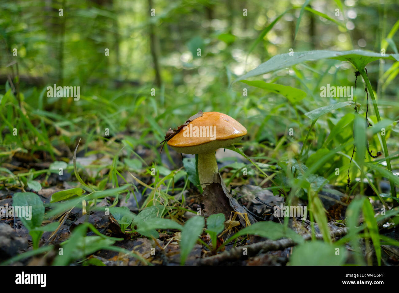 Forest mushroom aspen growing in the forest. Natural source of ...