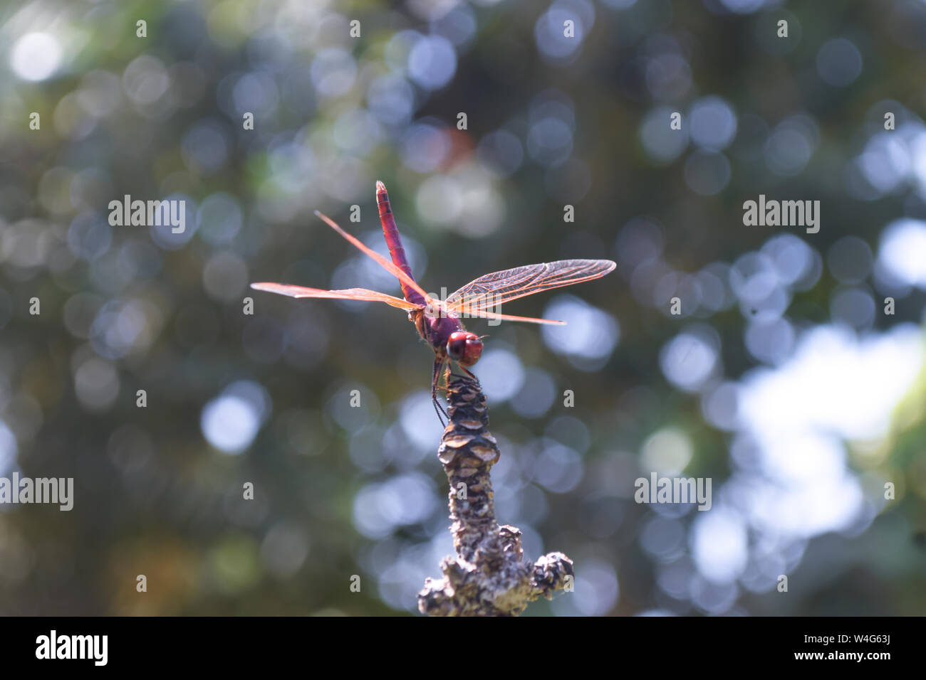 insect macro close up photo dragonfly Stock Photo - Alamy
