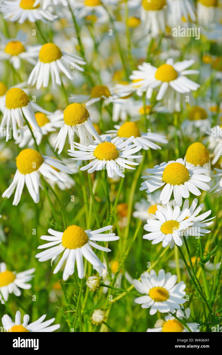 Matricaria recutita white flower yellow hi-res stock photography and ...