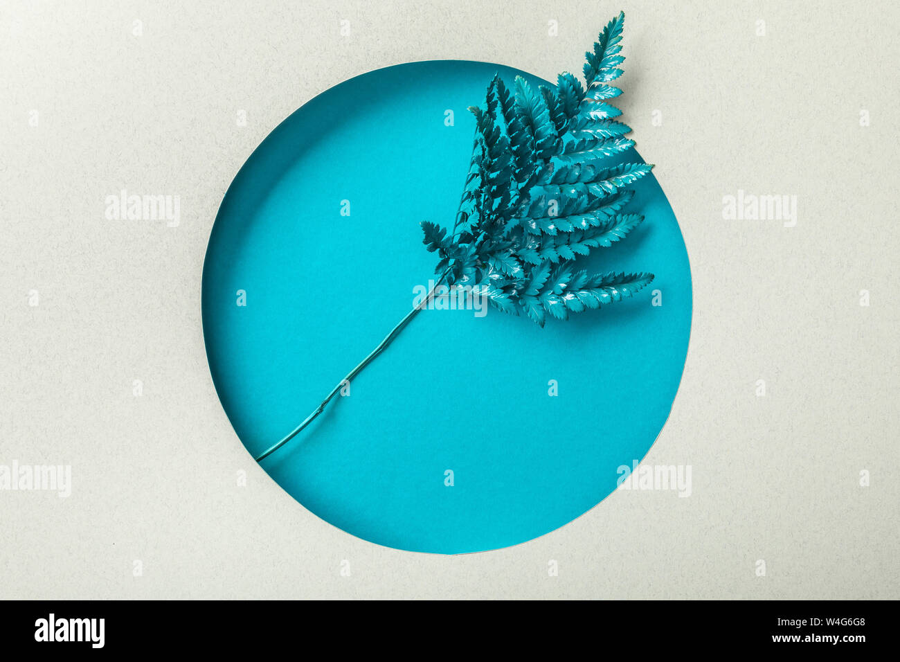 Fern white background round hi-res stock photography and images - Alamy