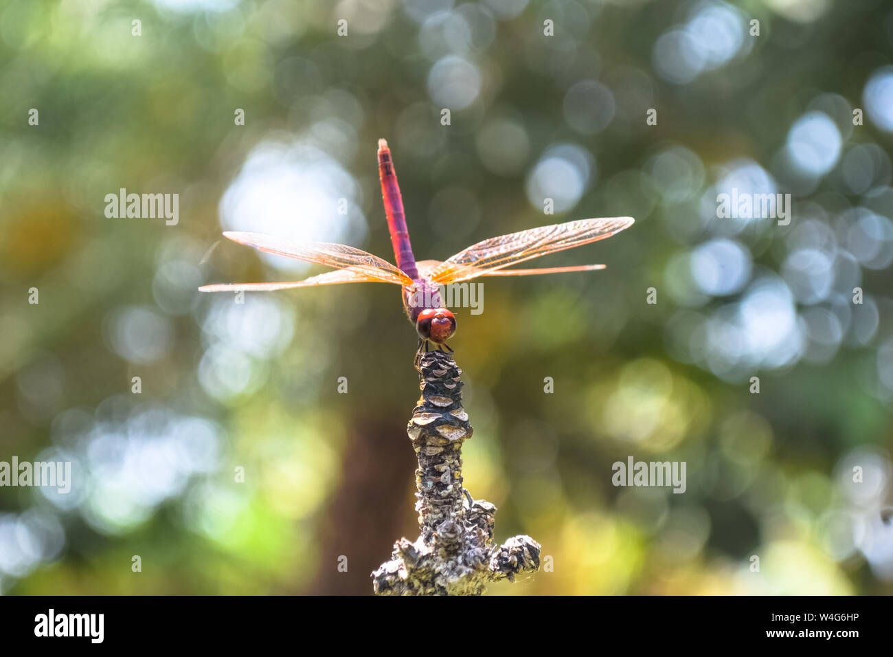 Asian dragonfly hi-res stock photography and images - Alamy